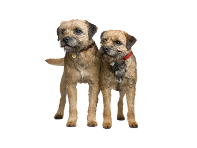 Border Terrier | Rehoming Rescue Dog | Dogs Trust