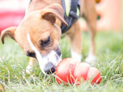 Easy Dog Recipes and Enrichment Ideas | Dogs Trust