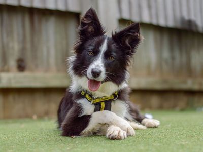Our rehoming centre | Dogs Trust