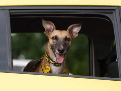 Dogs Rehoming & Dog Rescue Charity | Dogs Trust