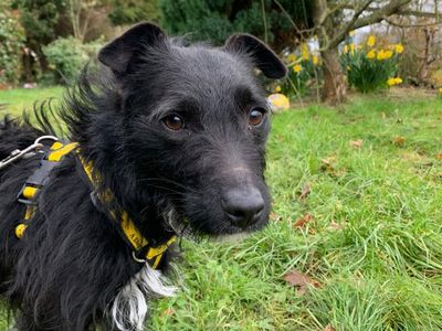 Dogs Rehoming & Dog Rescue Charity | Dogs Trust