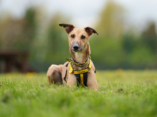 Dogs Rehoming & Dog Rescue Charity | Dogs Trust