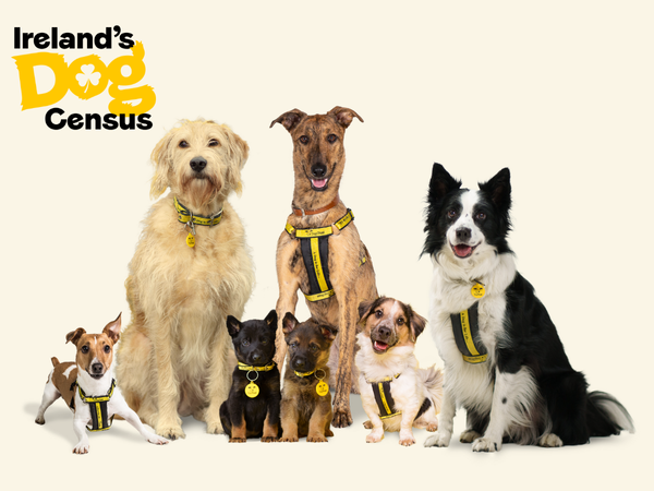 Dogs Rehoming & Dog Rescue Charity | Dogs Trust