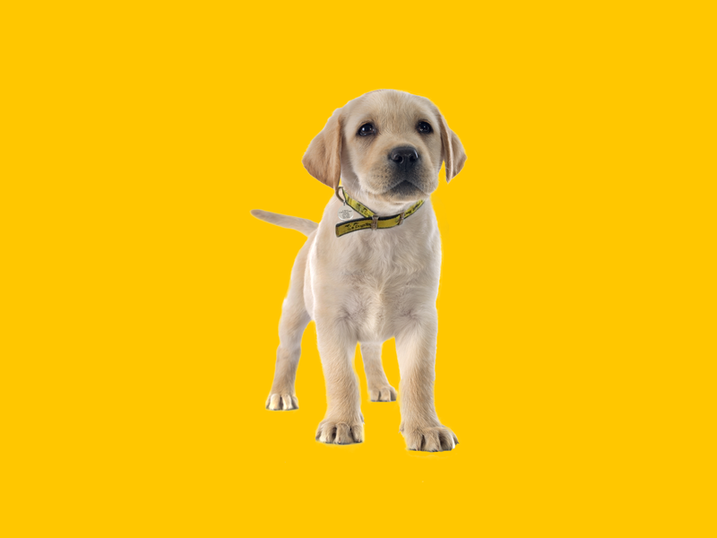 Labrador | Rehoming Rescue Dog | Dogs Trust