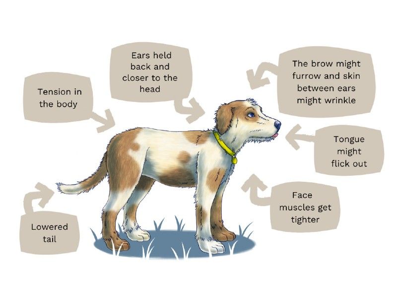 Signs of Stress In Dogs | Anxious Dogs | Dogs Trust