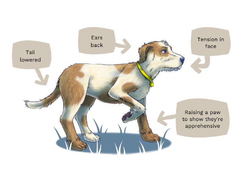 Signs of Stress In Dogs | Anxious Dogs | Dogs Trust