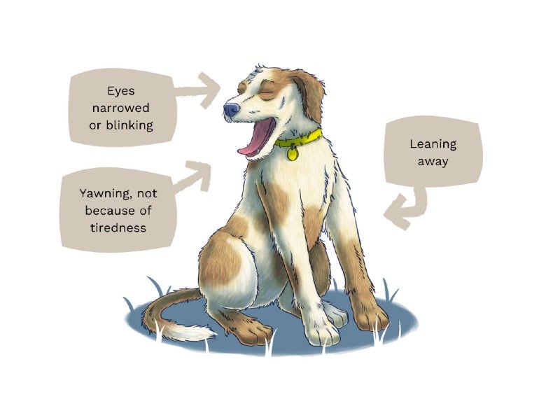 Signs of Stress In Dogs | Anxious Dogs | Dogs Trust