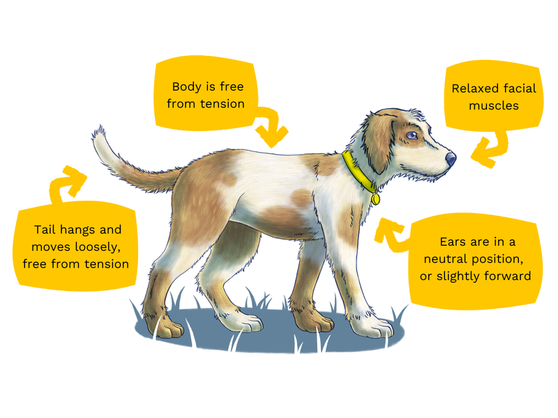 How to Understand Your Dog's Body Language | Dogs Trust
