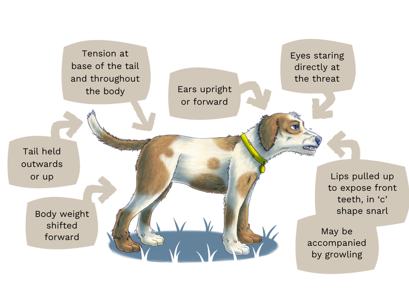 Signs of Stress In Dogs | Anxious Dogs | Dogs Trust