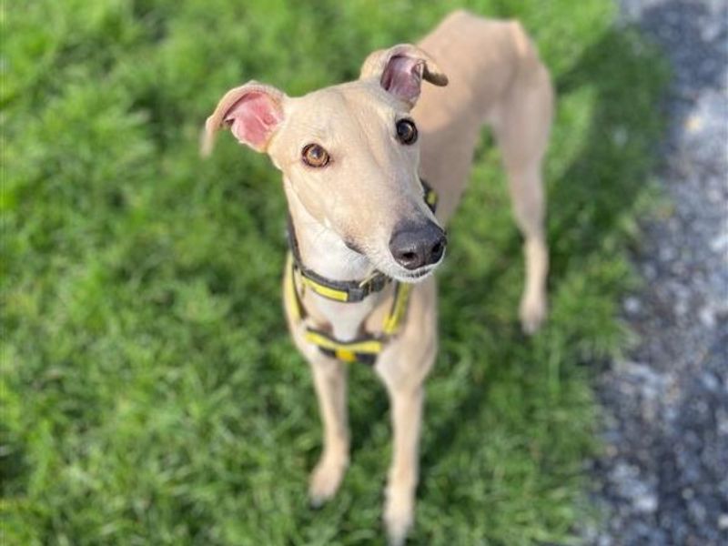 Adopt a Lurcher Cross Rescue Dog | Nala | Dogs Trust