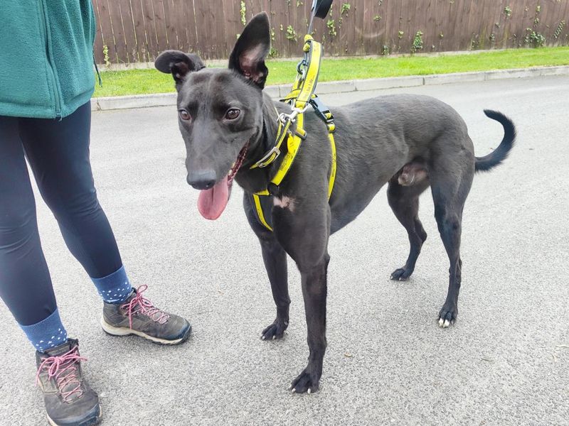 Adopt a Lurcher Cross Rescue Dog | Perez | Dogs Trust