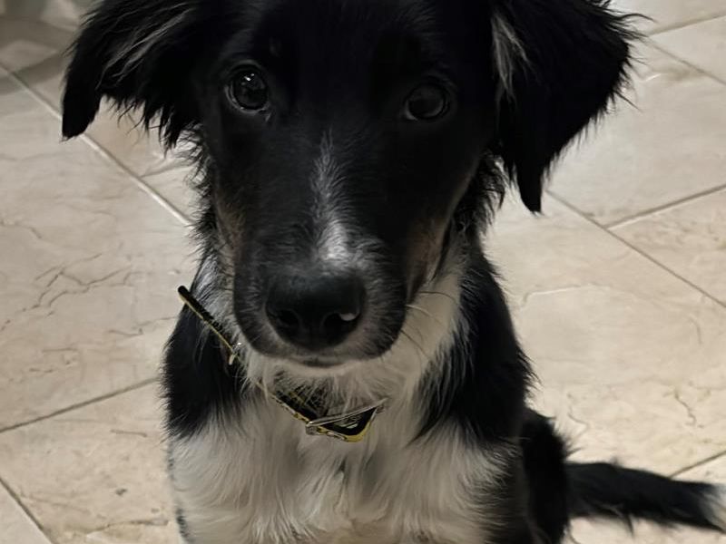 Adopt a Collie (Border) Cross Rescue Dog | Nick | Dogs Trust