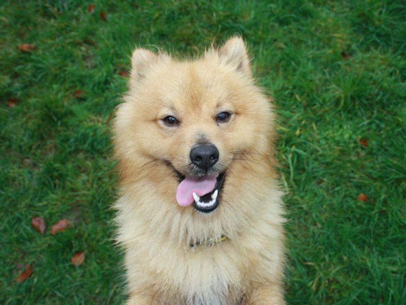 Adopt a Crossbreed Rescue Dog | Wilson | Dogs Trust