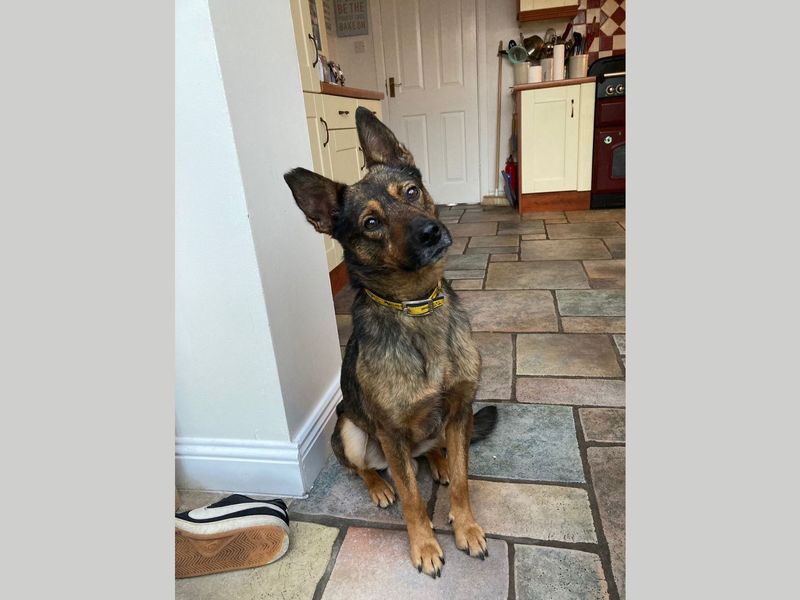 Adopt a Crossbreed Rescue Dog | Zammy | Dogs Trust